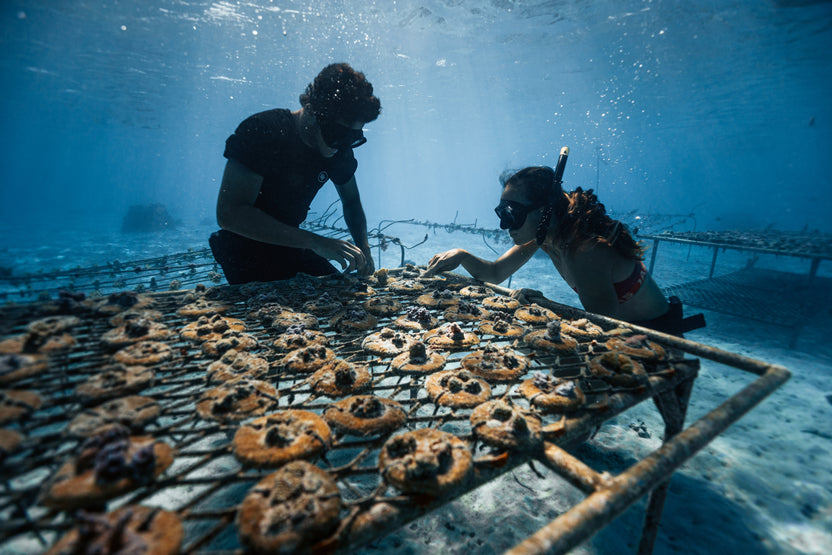 Businesses Helping to Save Corals – Coral Gardeners