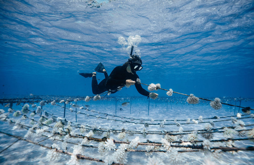 Donate Coral Bleaching – Coral Gardeners