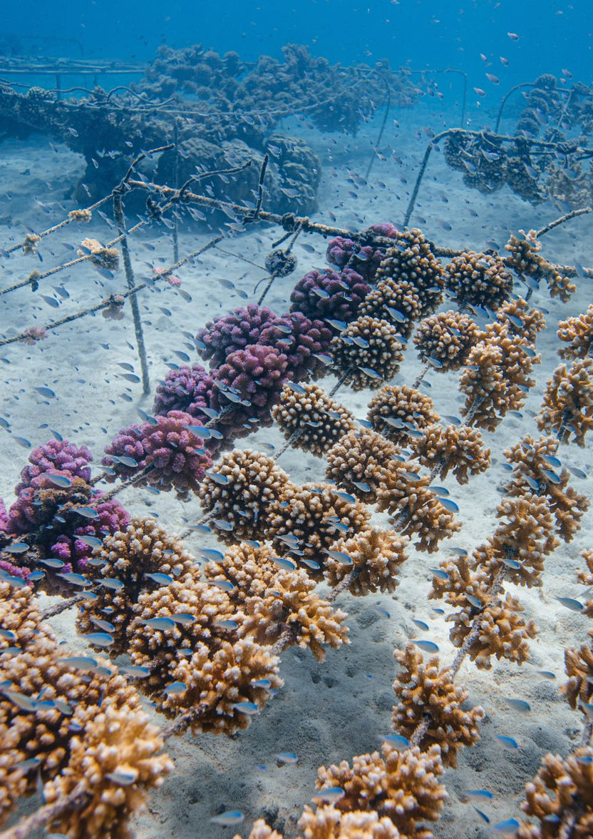 ADOPTEZ UN CORAIL – Coral Gardeners