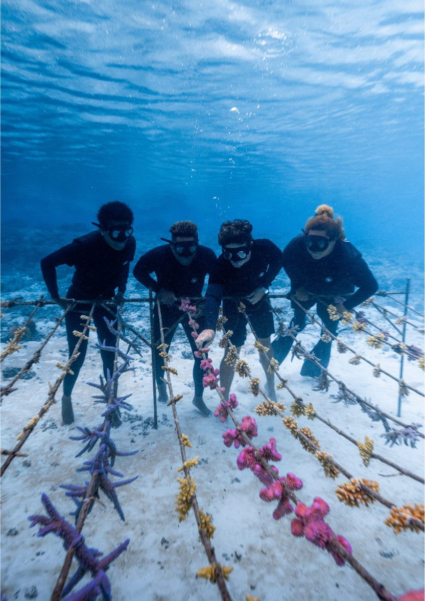 ADOPT A CORAL – Coral Gardeners