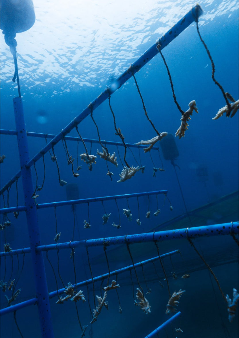 ADOPT A CORAL – Coral Gardeners