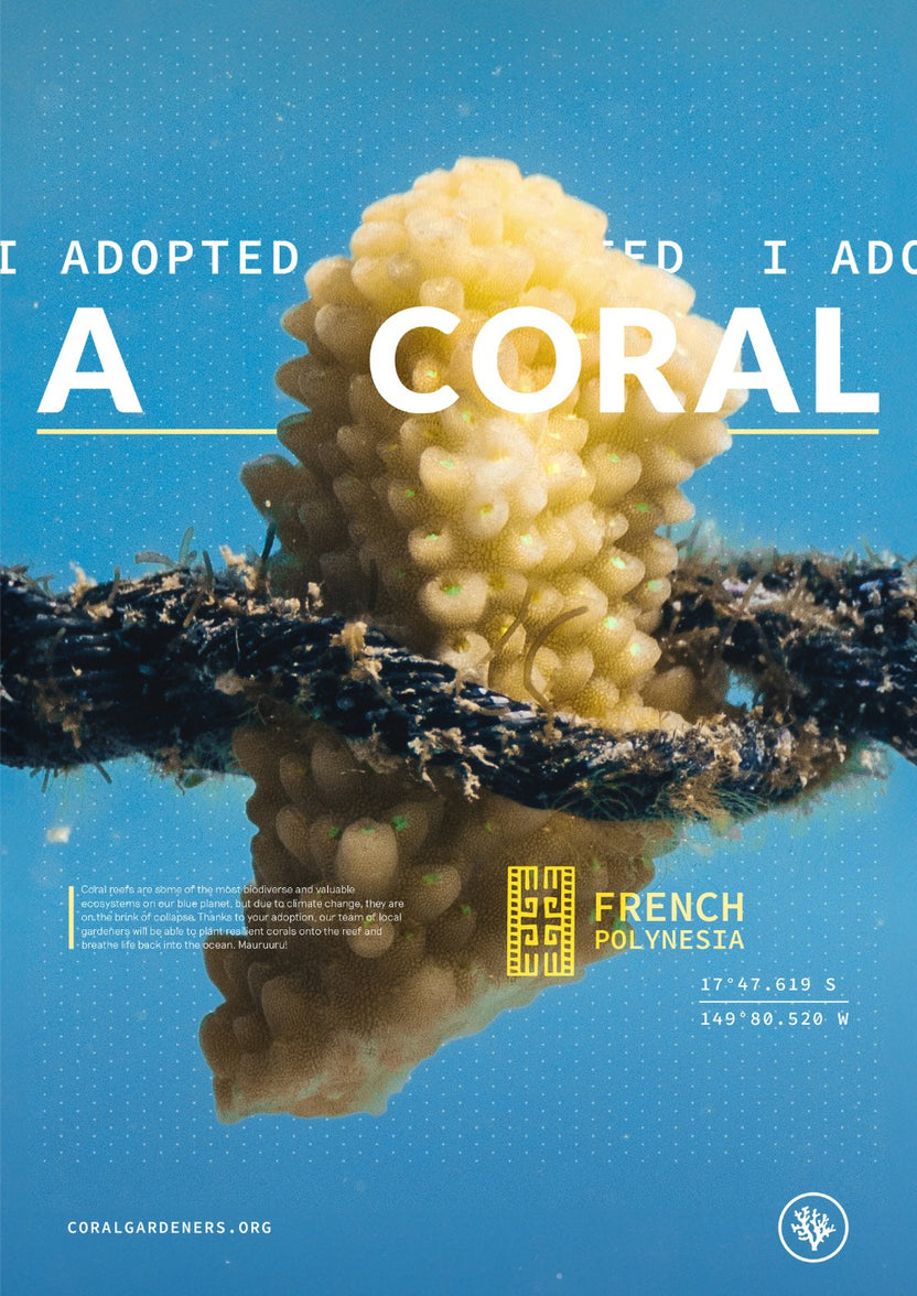 ADOPT A CORAL – Coral Gardeners