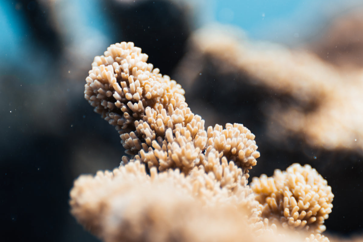 CG ESSENTIALS COLLECTION – Coral Gardeners