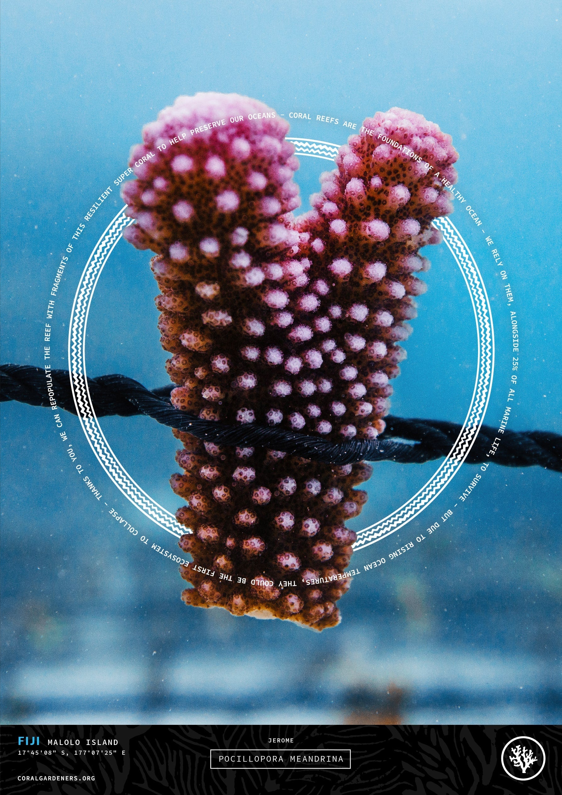 Coral Adoption Program Starter – Coral Gardeners