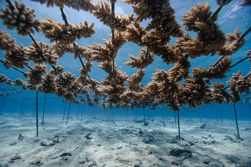 CG ESSENTIALS COLLECTION – Coral Gardeners