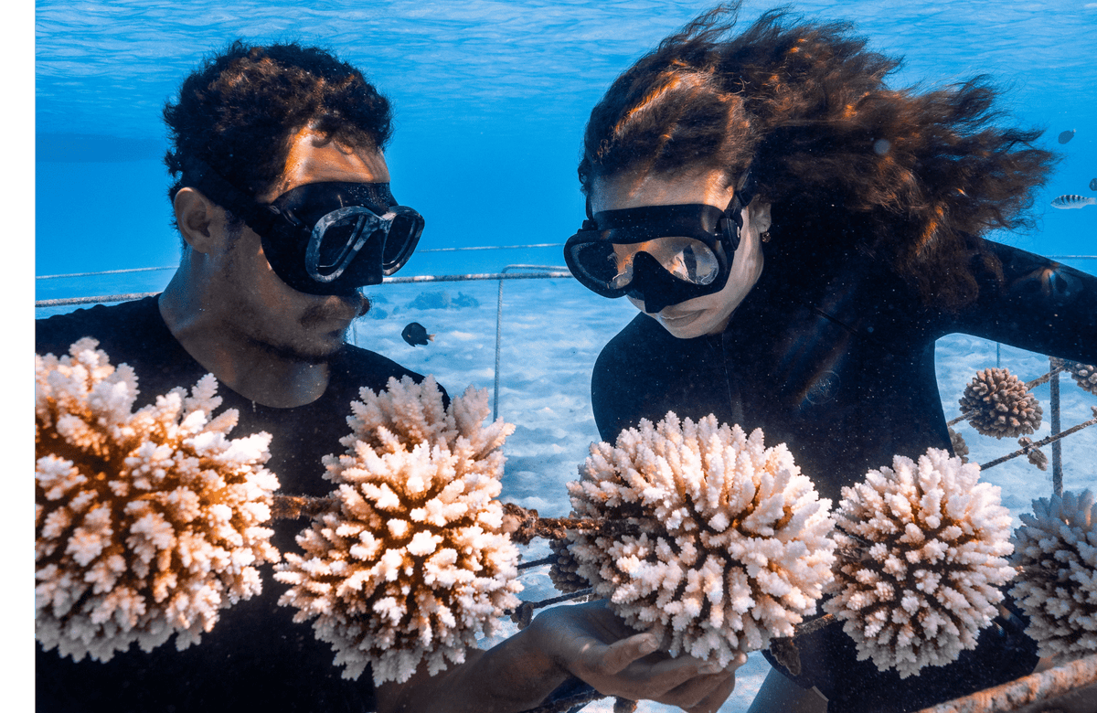 Donate Coral Bleaching – Coral Gardeners