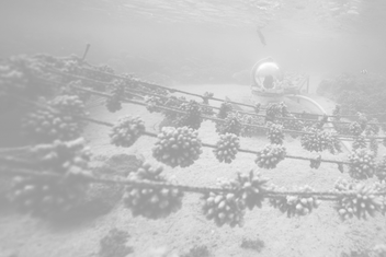 Our Work – Coral Gardeners