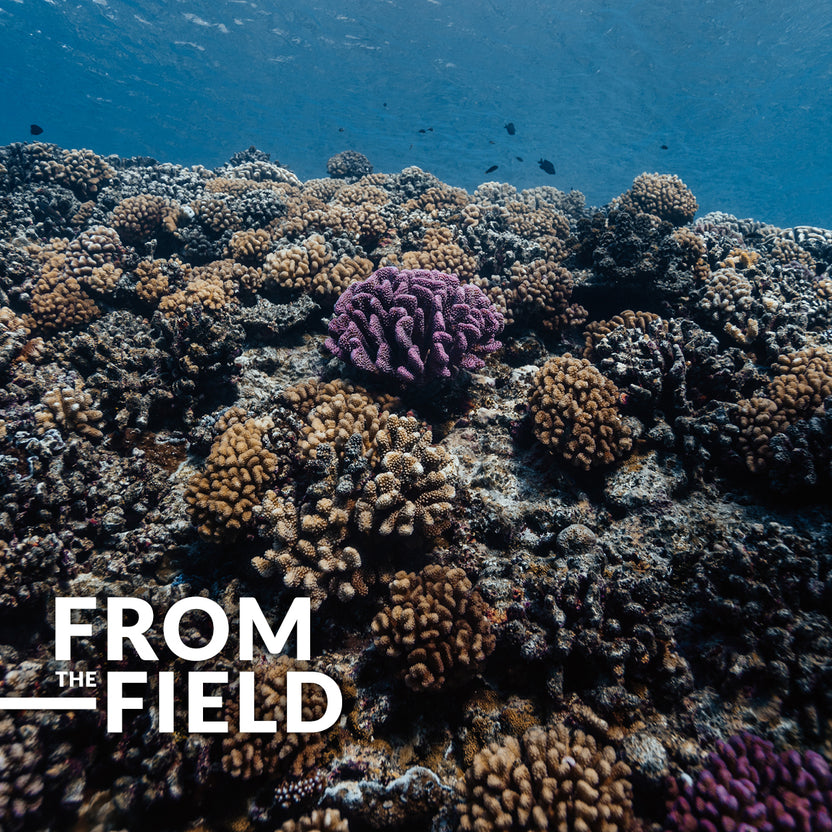 En savoir plus sur les récifs coralliens – Coral Gardeners