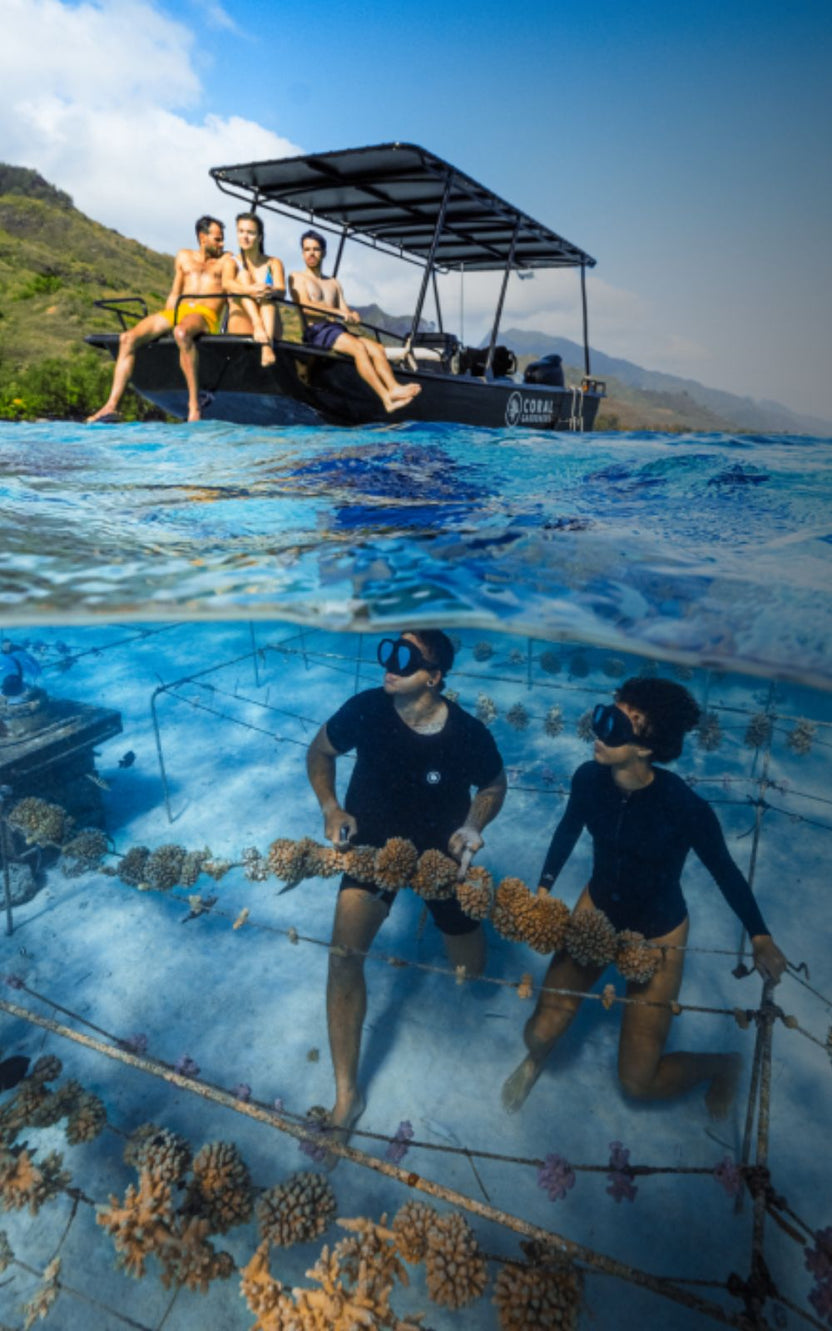 Coral Gardeners
